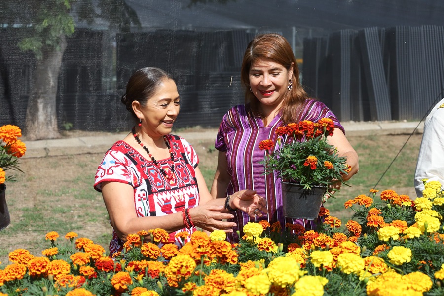 Produce Coesfo 30 mil plantas de flor de cempasúchil para embellecer ...